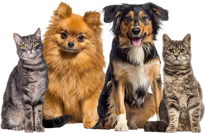 Duke Street Vet - Personal Compassionate Petcare